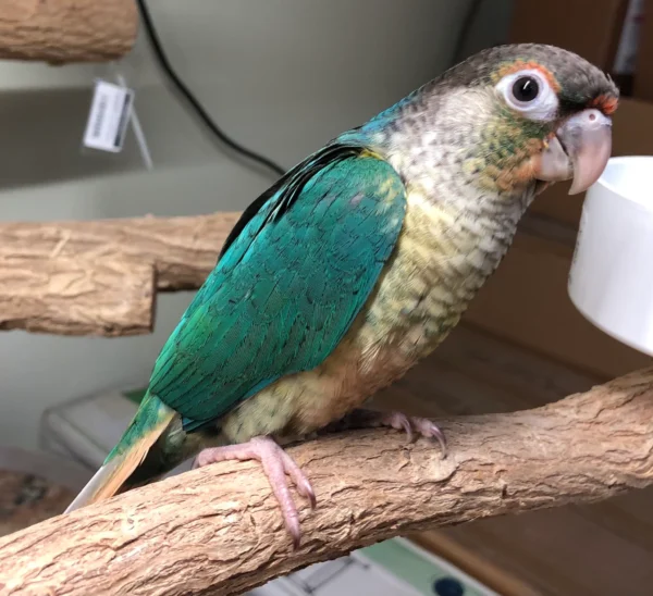 Conure-Yellow Sided Turquoise Green Cheek Conure - Plumas Exoticas